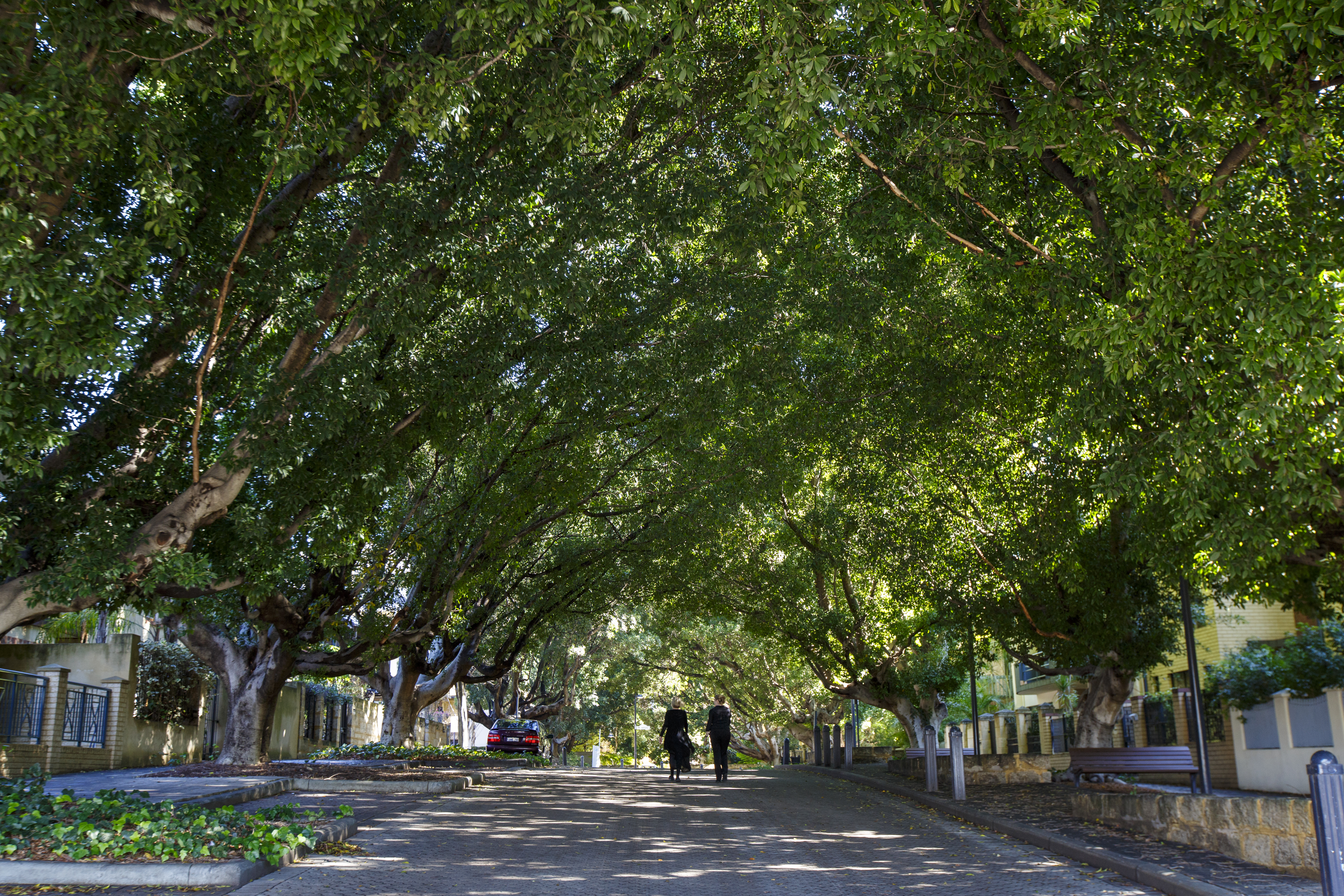 City of Perth Urban Forest program wins award | City of Perth