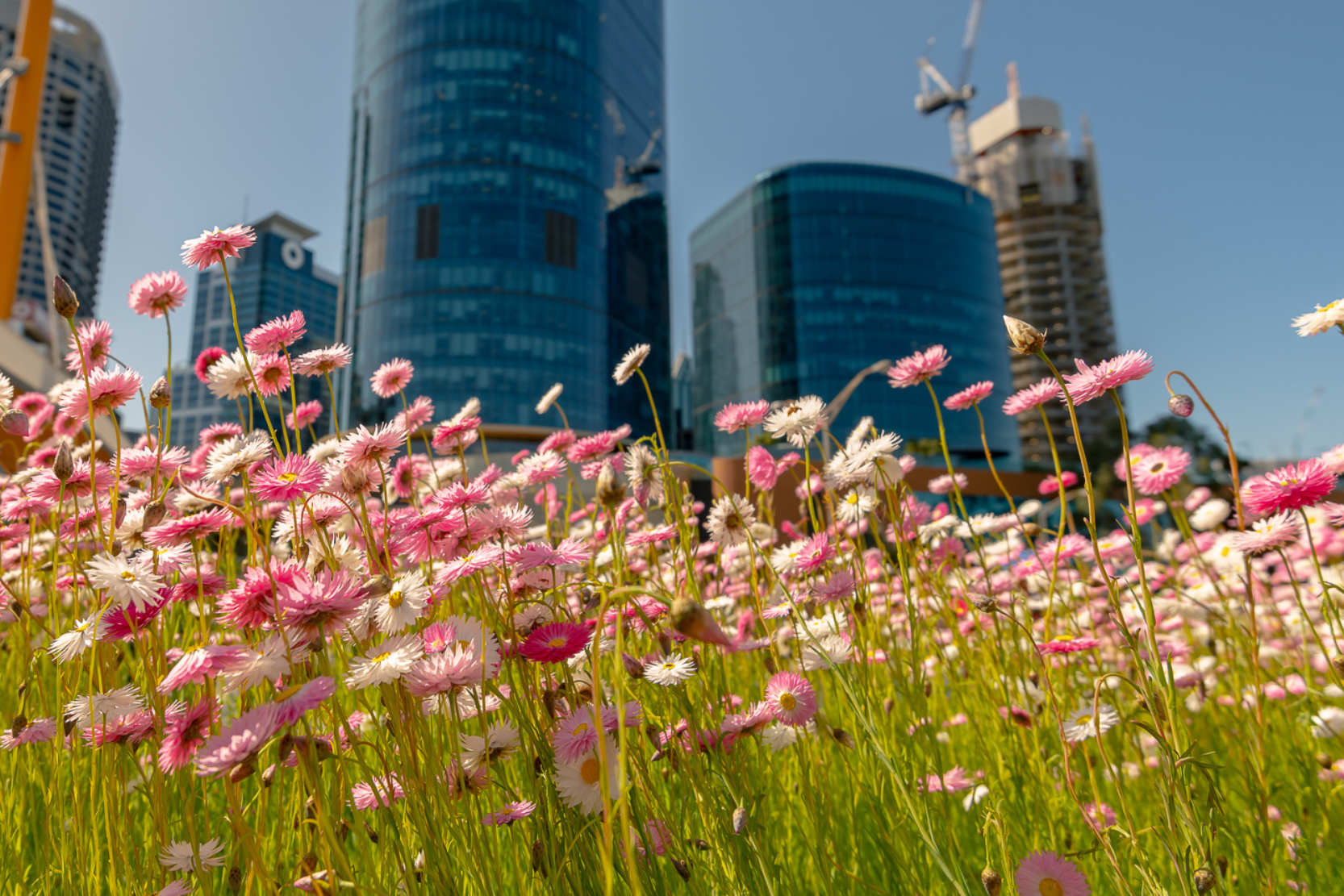 flower seedlings perth