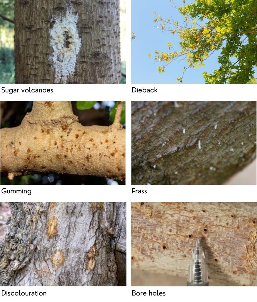 Polyphagous shot-hole borer (PSHB) | City of Perth