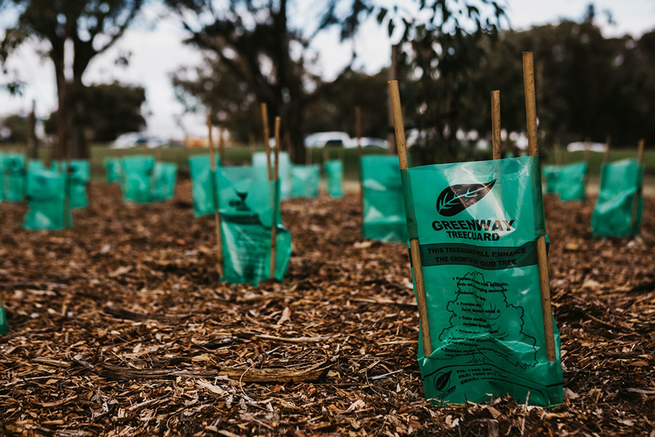 Growing our Urban Forest | City of Perth