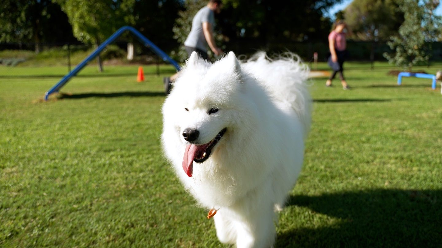Ozone Reserve Dog Agility Park Open | City of Perth