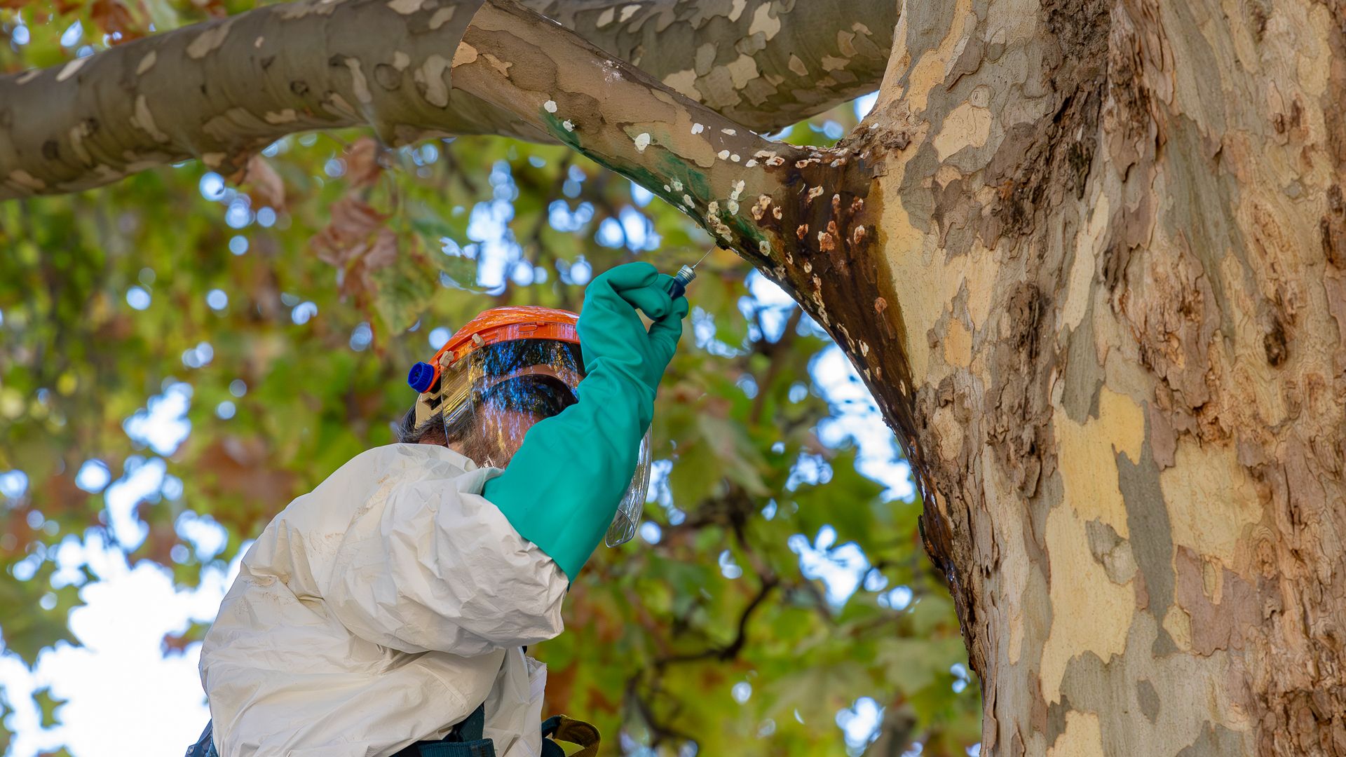 Polyphagous shot-hole borer (PSHB) | City of Perth