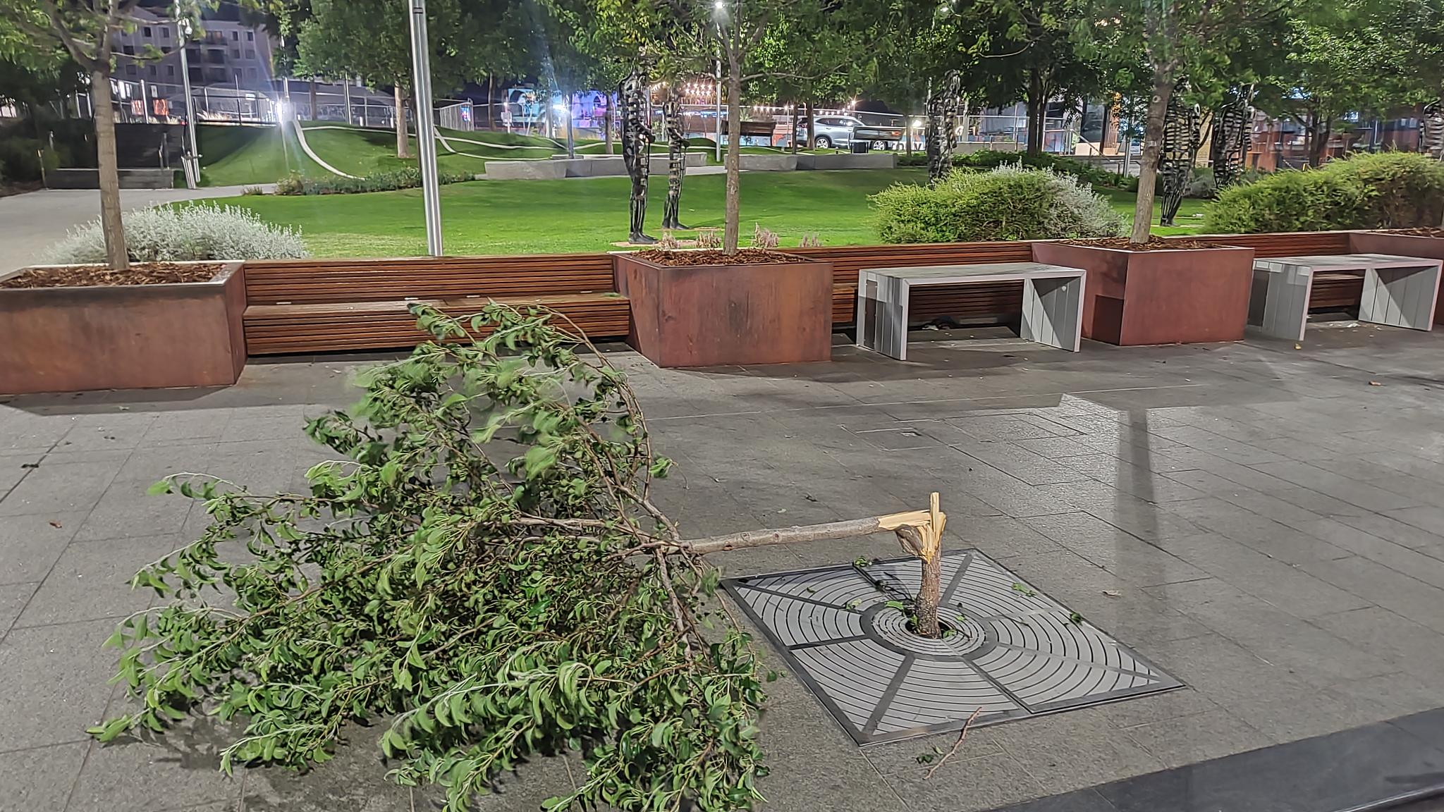 City declares war on tree vandals | City of Perth