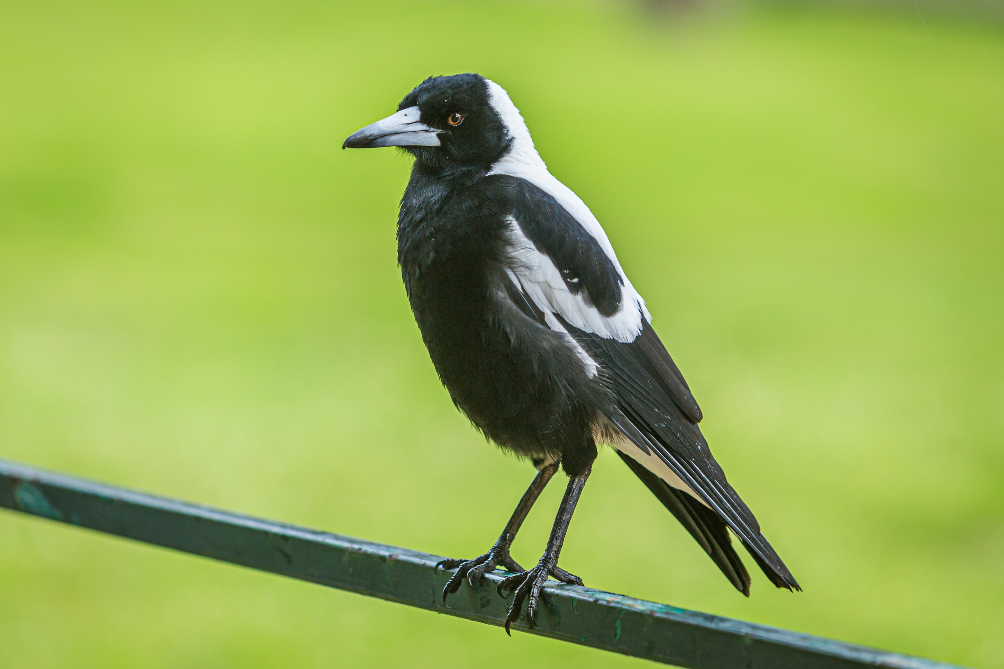 Spring is here and so is magpie nesting season | City of Perth
