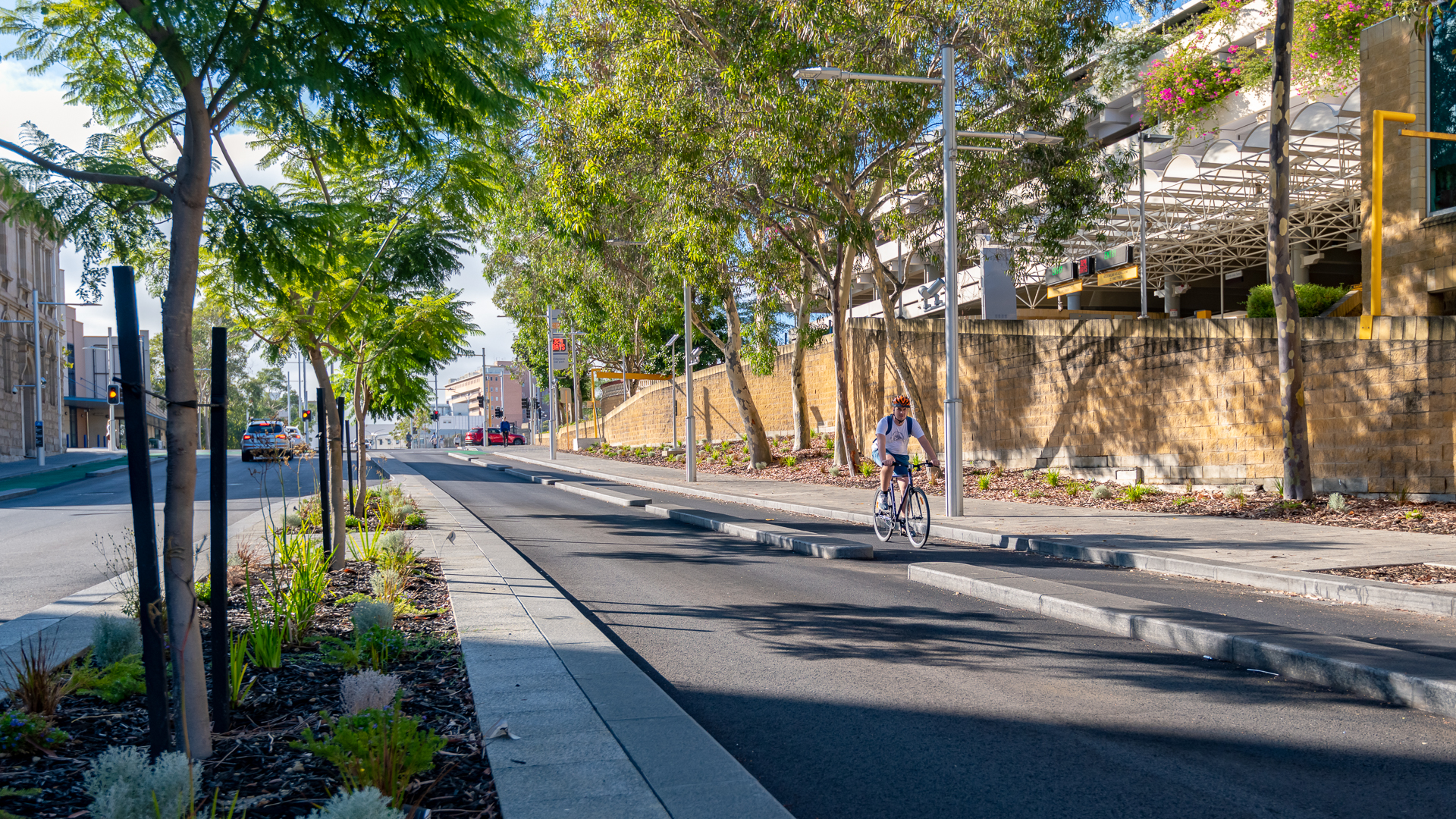 Growing our Urban Forest | City of Perth
