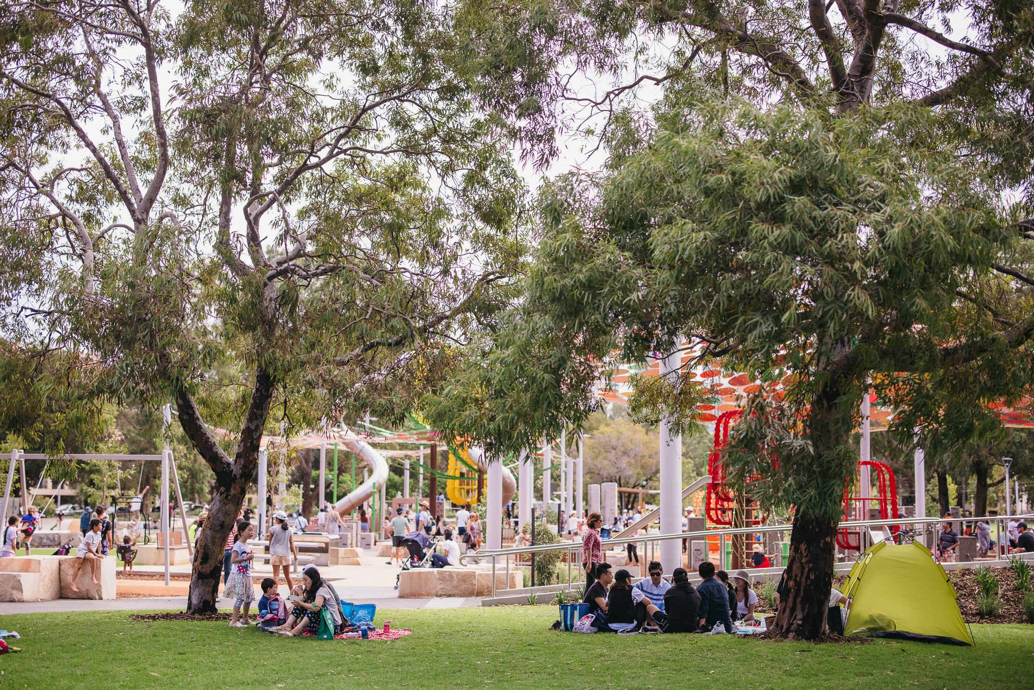 Growing our Urban Forest | City of Perth